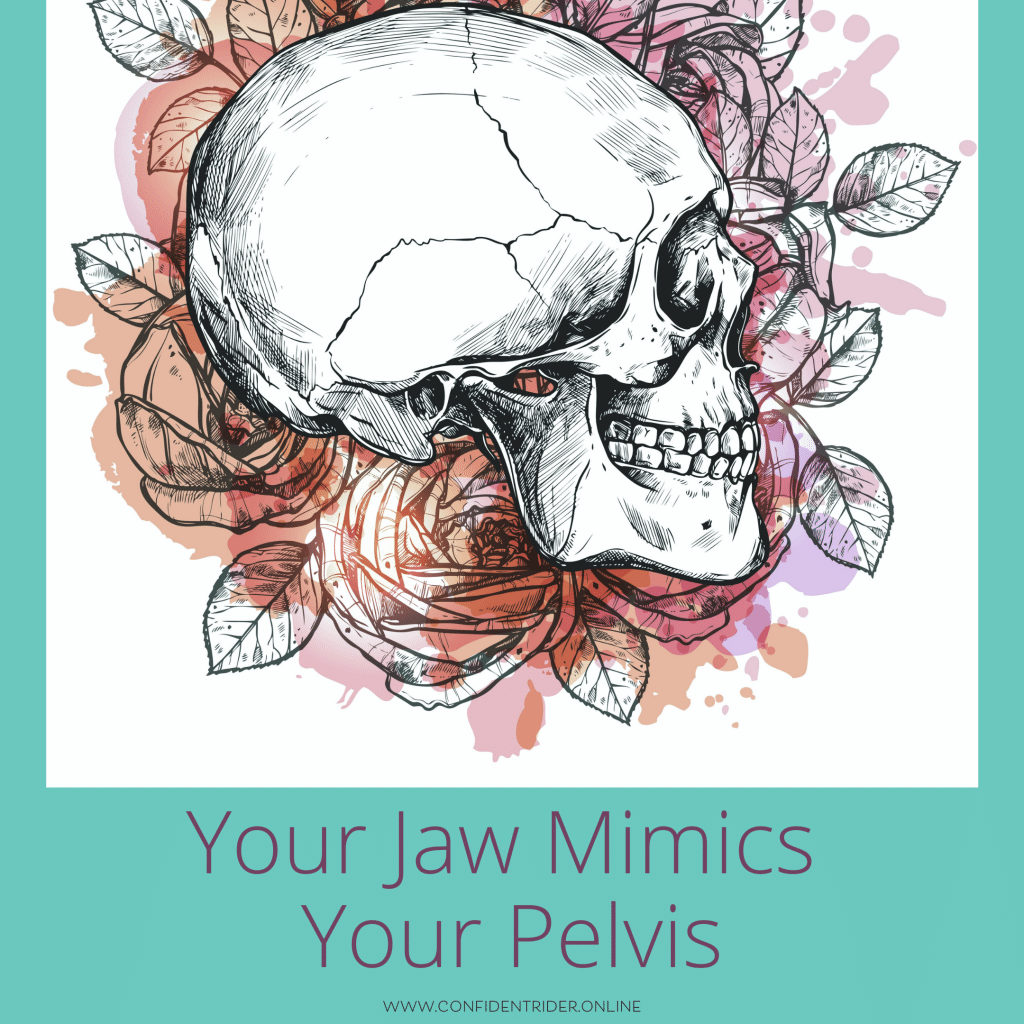 Your Jaw Mimics Your Pelvis - Confident Rider